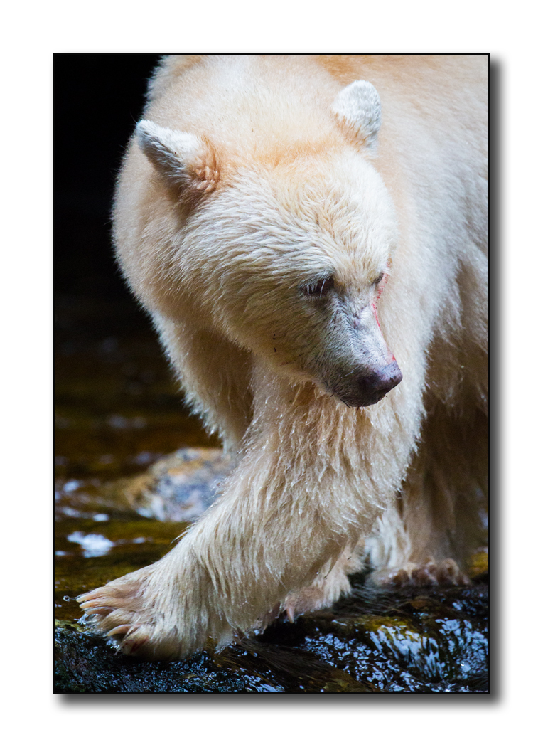 Kermode Bears | photographiesOK