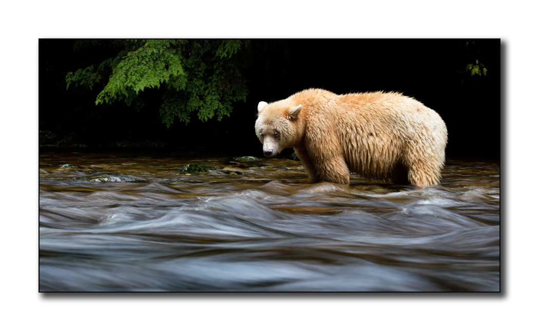 Kermode Bears | photographiesOK