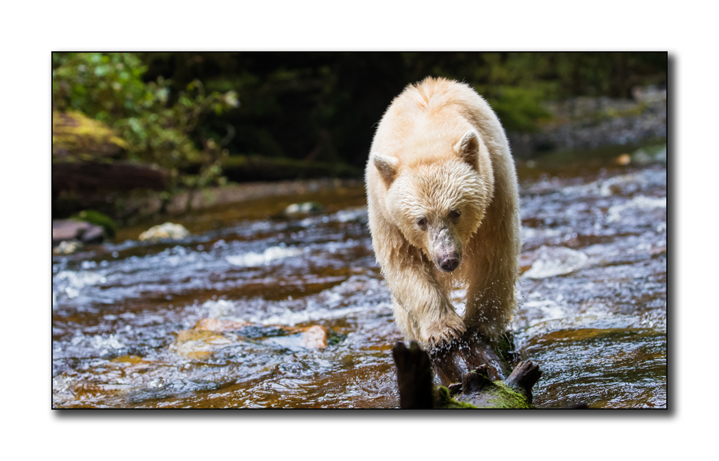 Kermode Bears | photographiesOK