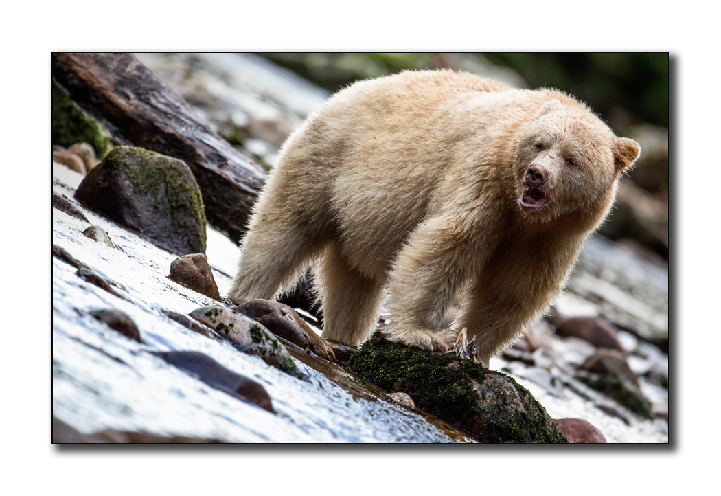 Kermode Bears | photographiesOK