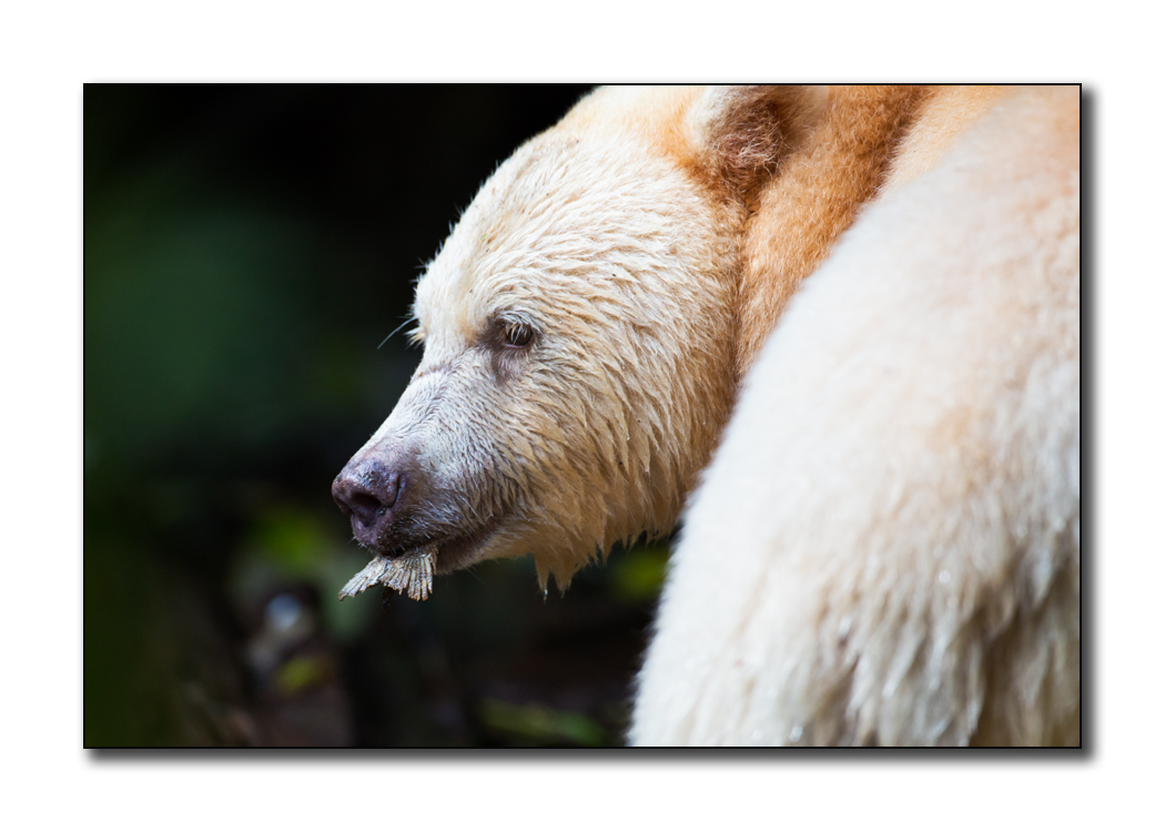 Kermode Bears | photographiesOK