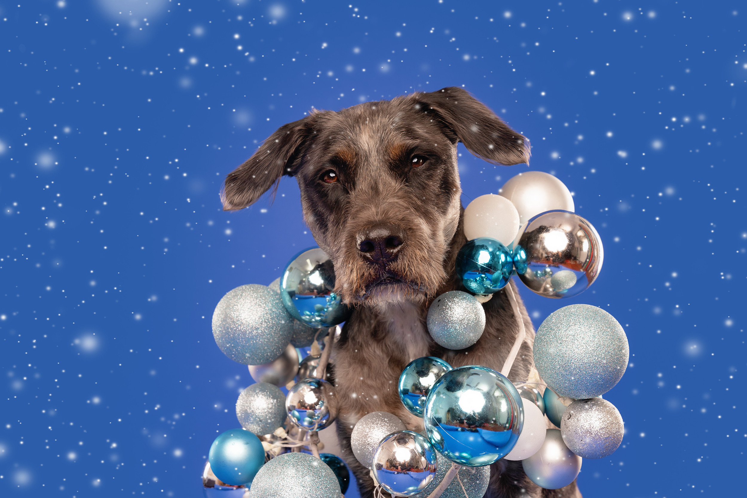 Los Angeles Pet Holiday Photography Sessions | Sarah DeRemer Dogtographer