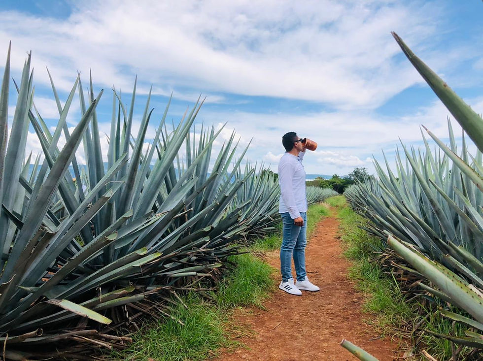 RUTA DEL TEQUILA EXPRESS | Balam Tours