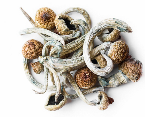 Magic Shrooms | Weedagram