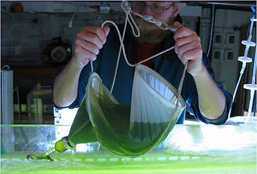 Algal harvesting