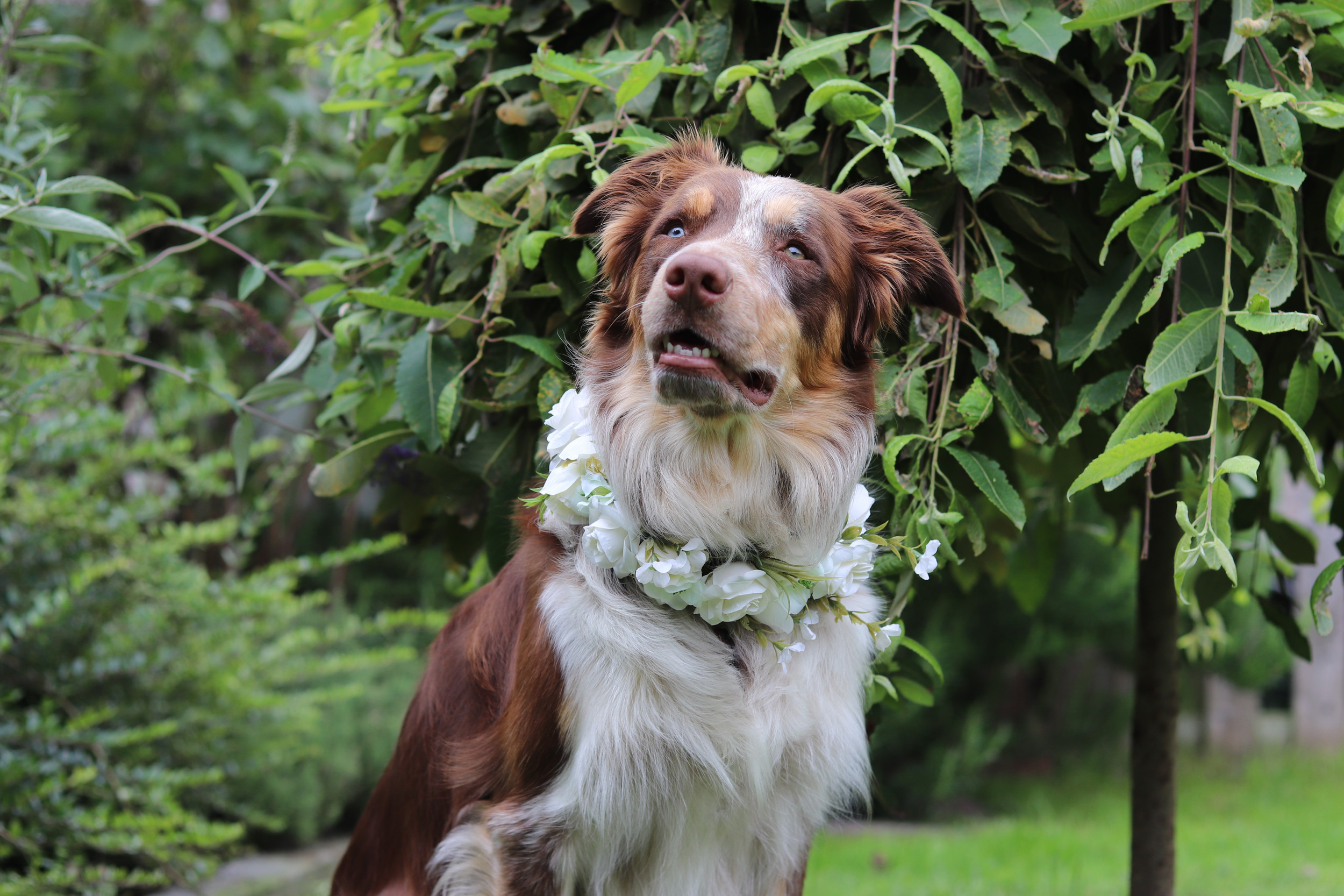 When Chester Met Crumble | Dog Blog