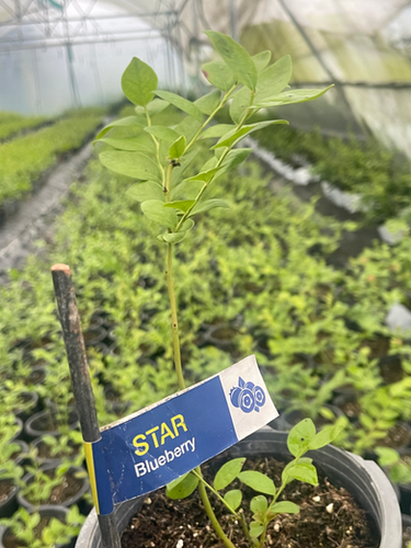 Blueberry-STAR | KalasanFarm