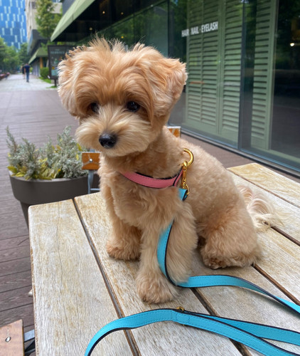 LILIPOUENT VV HARNESS PINK | CutiePawty