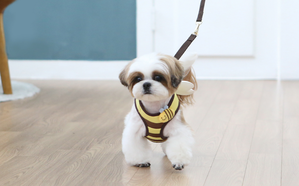 HONEY BEE PET HARNESS | CutiePawty