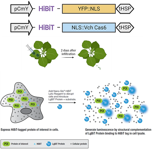 Genetic engineering | Demirer Lab