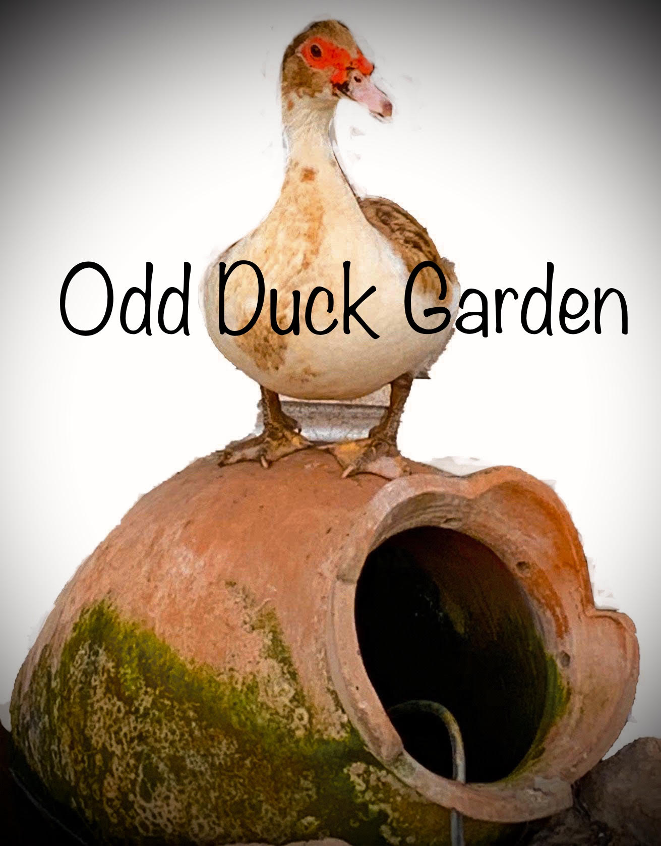 Odd Duck