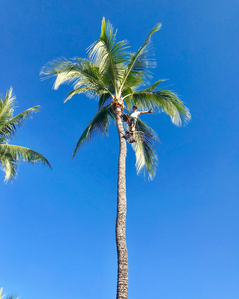 Trimming coconut trees - part 1- the hotel style