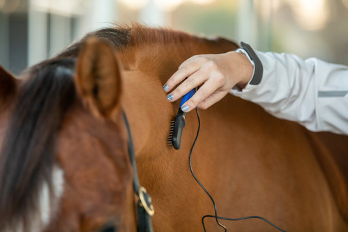 Equestrian Branding | Hannah Beebe Photography