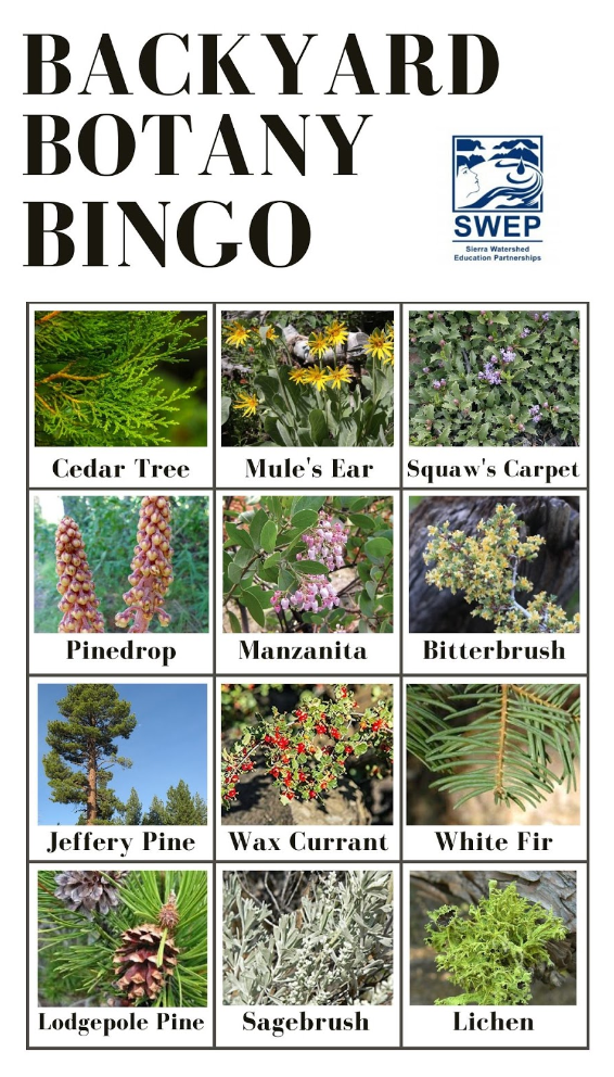 Botany Scavenger Hunt -Distance Learning