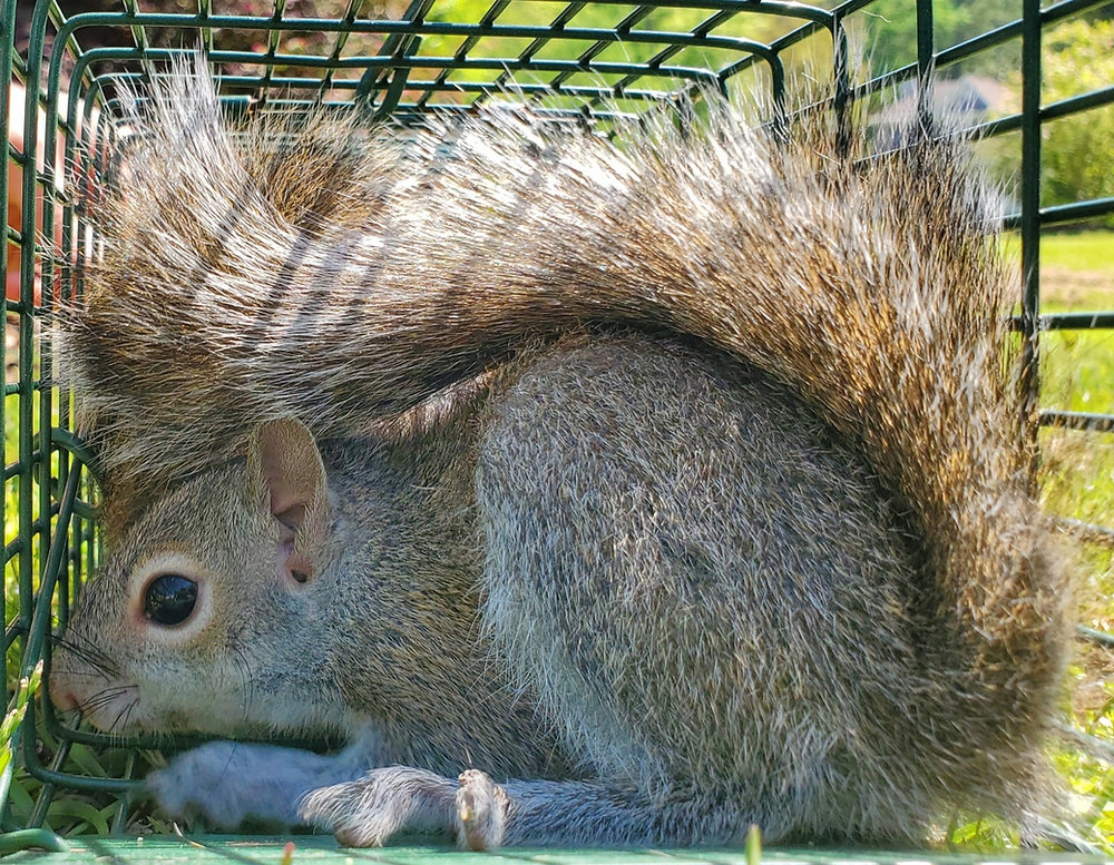 How Are Animals Getting into Your Home?