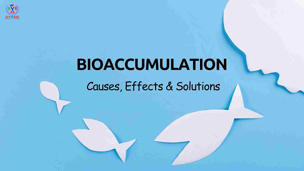 Bioaccumulation Causes Effects Solutions bioaccumulation-causes-effects-solutions
