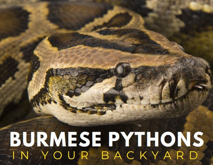 BURMESE PYTHONS IN YOUR BACKYARD