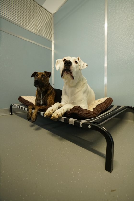 Meet Pet Refuge Shelter Manager