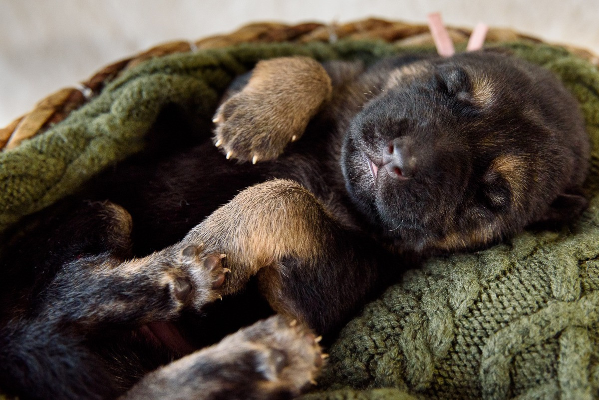 OUR DOGS | PlatzGermanShepherds.com