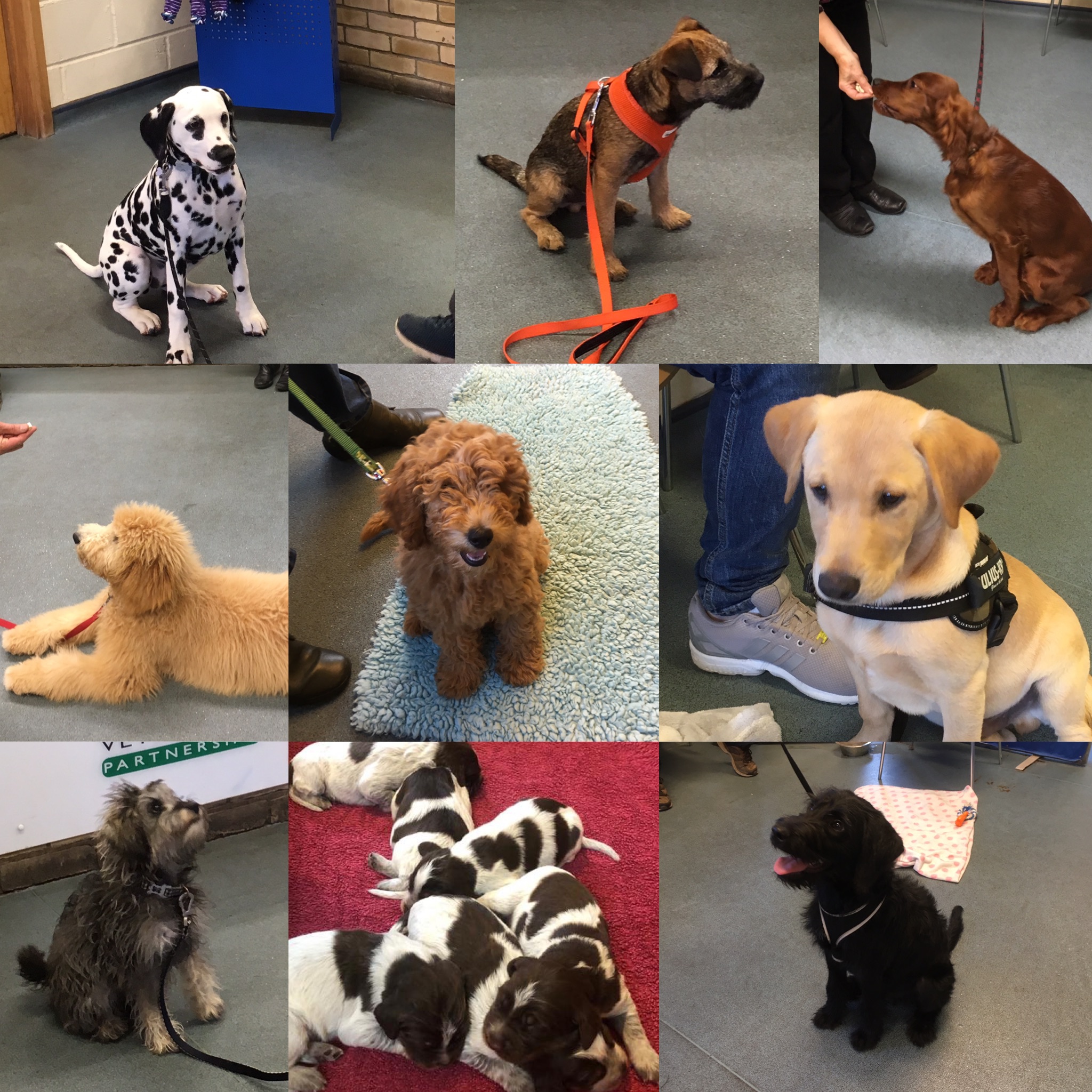 HOME | petbehaviourpractice