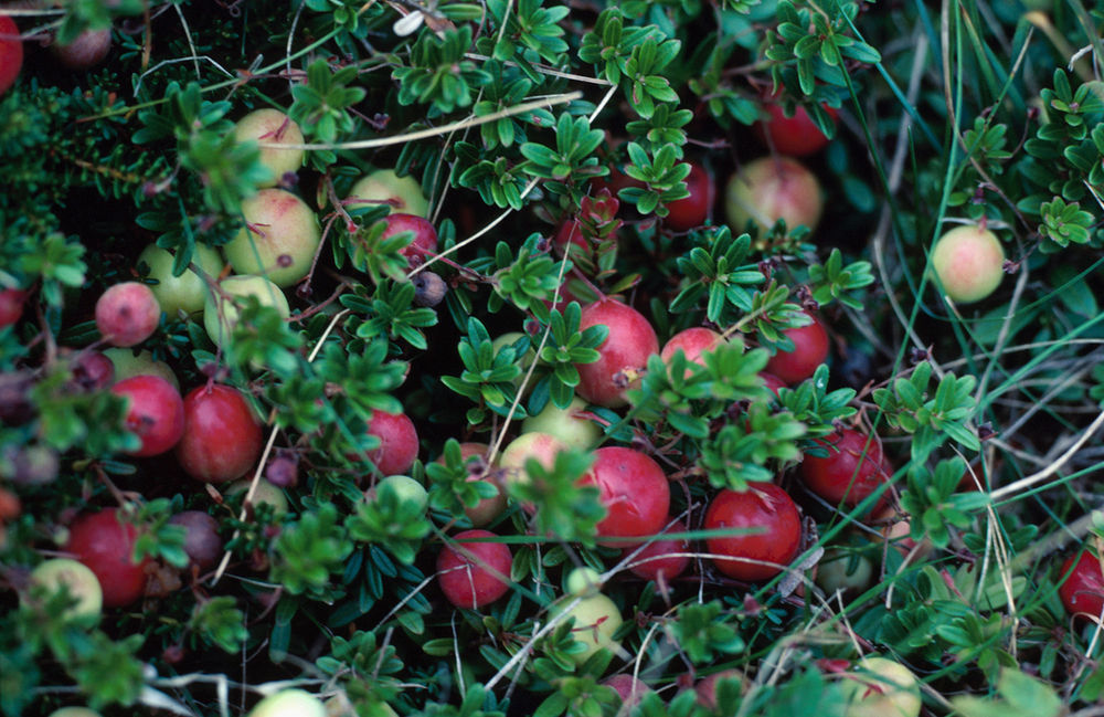 Dica Saudável | Cranberry