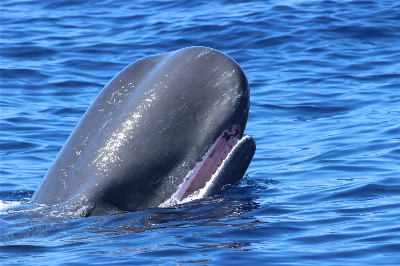 H2oMadeira - Whale and Dolphin watching Madeira
