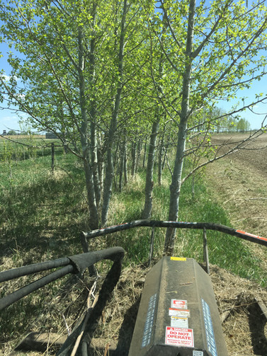 Blue Diamond Extreme cutter | Swift Fox