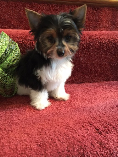 Biewer | CG Tiny Paws