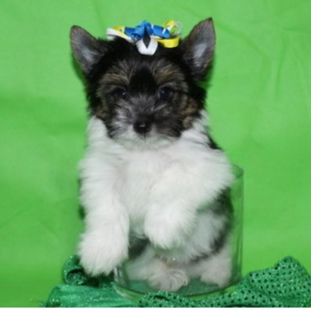 Male Biewer Puppy | CG Tiny Paws