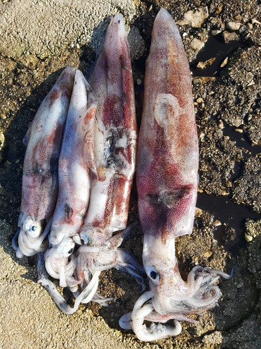 Jadranska lignja | Lola Organics