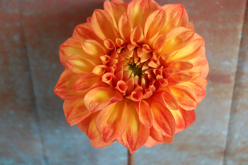 Formby Delight | Dahlia Addiction Tas