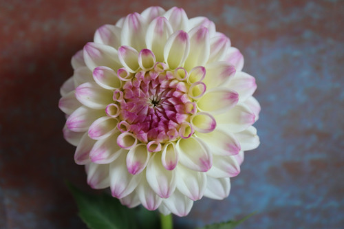 Formby Art | Dahlia Addiction Tas