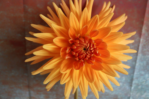 Formby Elite | Dahlia Addiction Tas