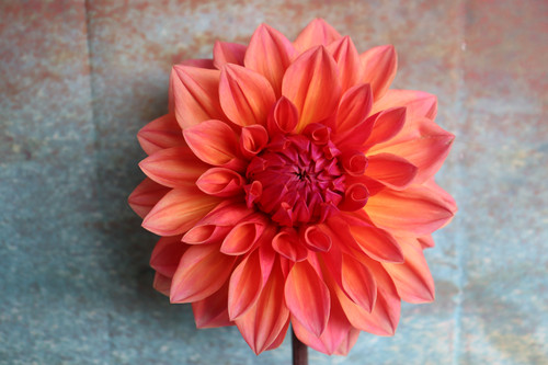 African Sunset | Dahlia Addiction Tas