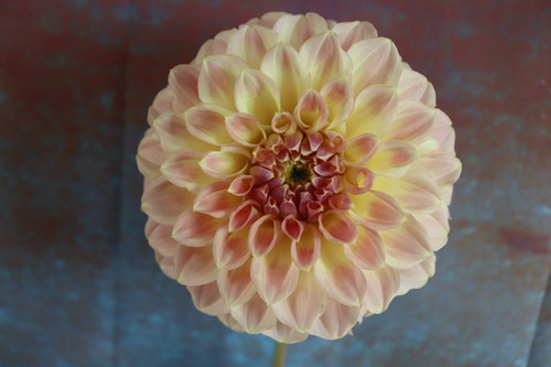 Coorabell Astrid | Dahlia Addiction Tas