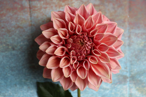 Formby Duke | Dahlia Addiction Tas