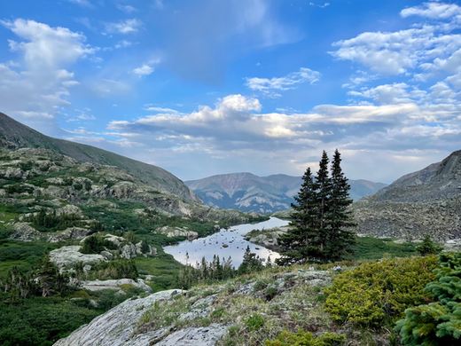 Layman Tree Service - Affordable Fast Professional Tree Services ...