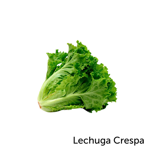 Lechuga Crespa Entera | Pal Diario