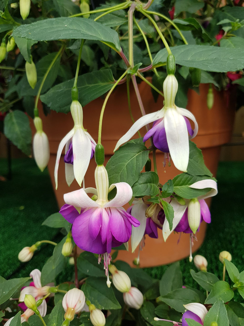 Allwoods | Hassocks | Plants by Post | Home page