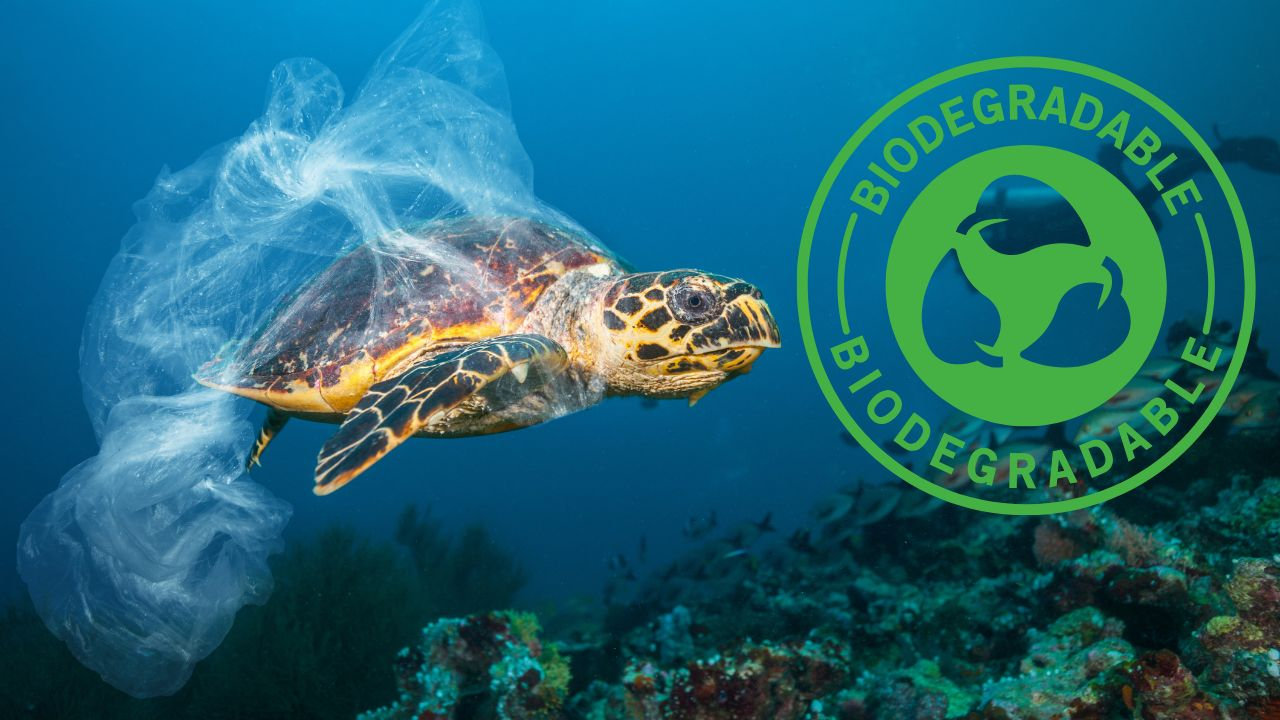 New Biodegradable Plastic Technology