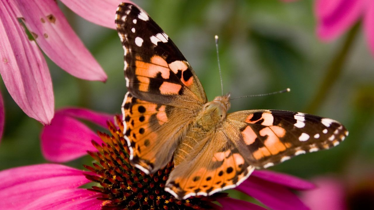 The Painted Lady Butterfly Migration