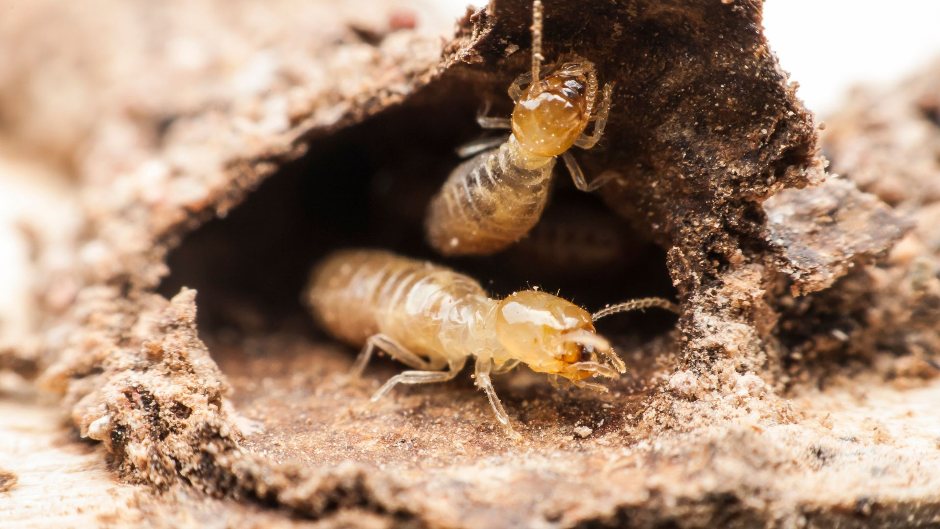 Termites in the News: A New Hope and a New Threat