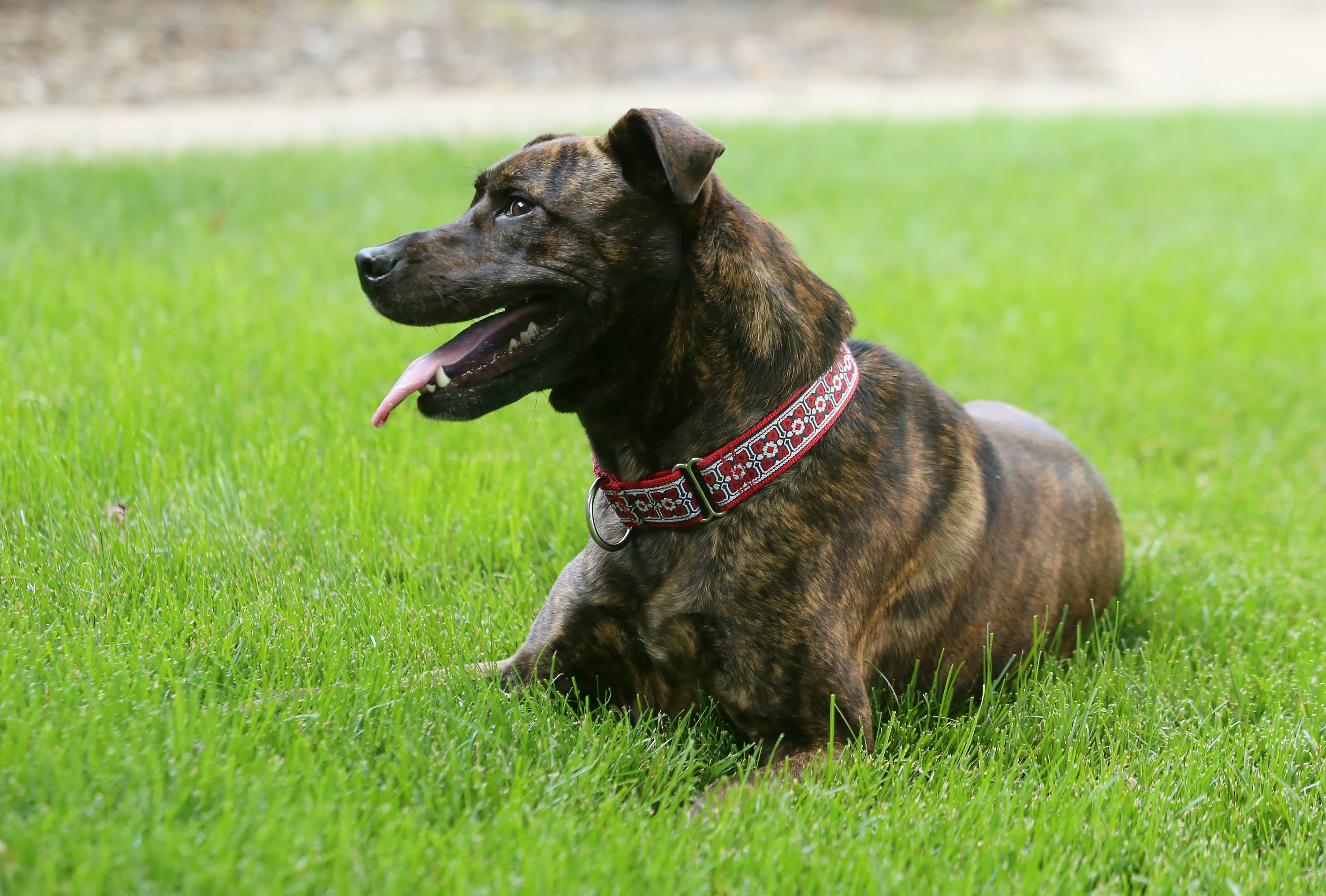 Sioux Empire Pit Rescue - Sioux Falls, SD | Doug