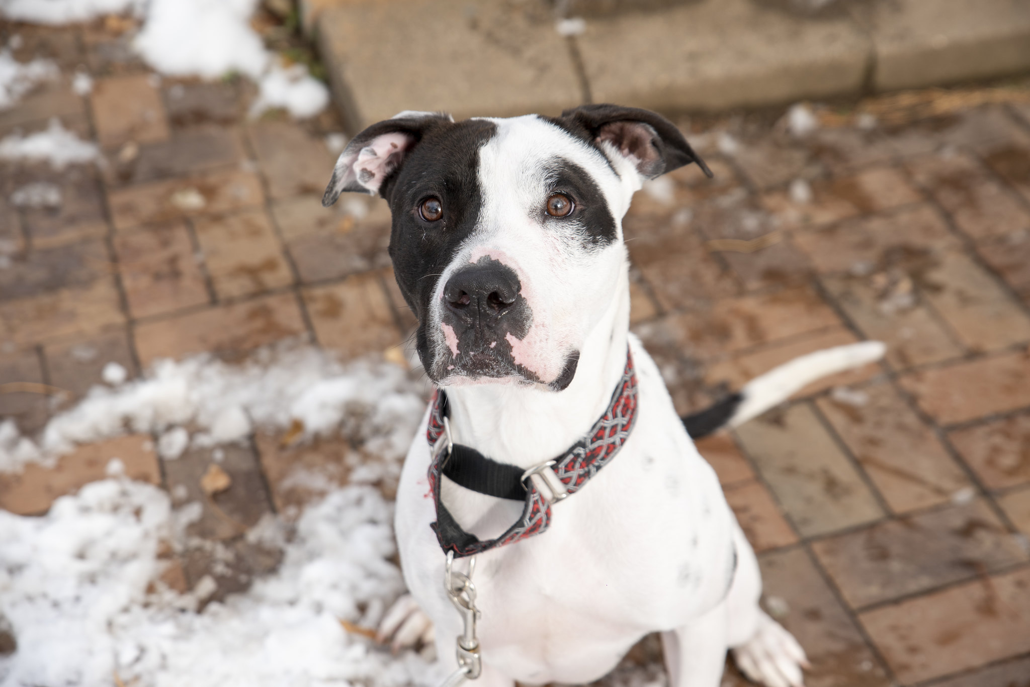 Sioux Empire Pit Rescue - Sioux Falls, SD | Holstein