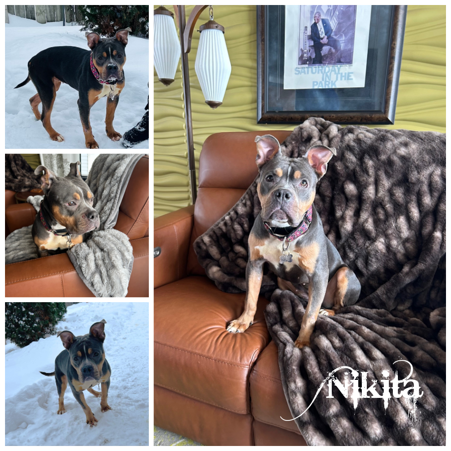 Sioux Empire Pit Rescue - Sioux Falls, SD | Adopt-a-Bull Female Dogs