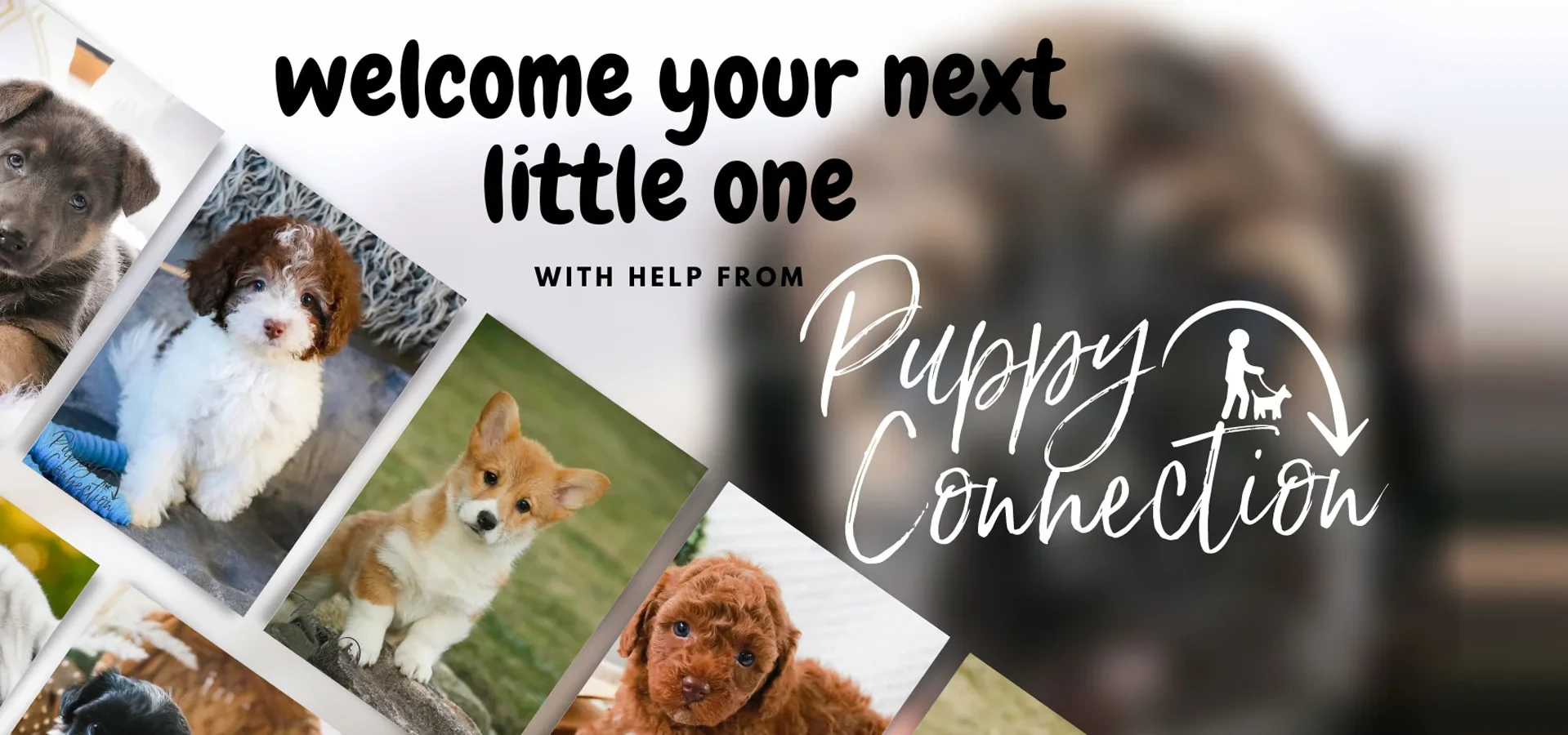 A Guide on Choosing the Right Breed of Dog for You