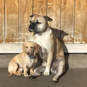 Denver Dog Daycare and Boarding | Bark & Play