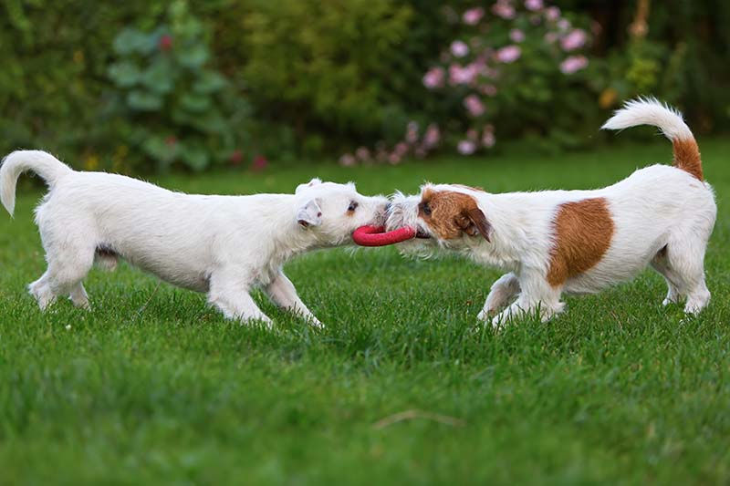 Dog Dominance Theory Debunked: What Does it Really Mean?