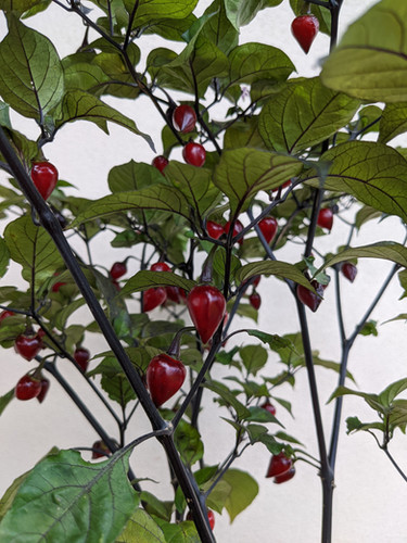 BICO ROXA | Chillipepperhouse