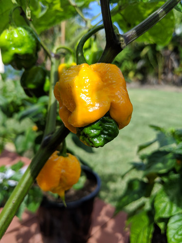 YELLOW 7 POD PEPPER | Chillipepperhouse